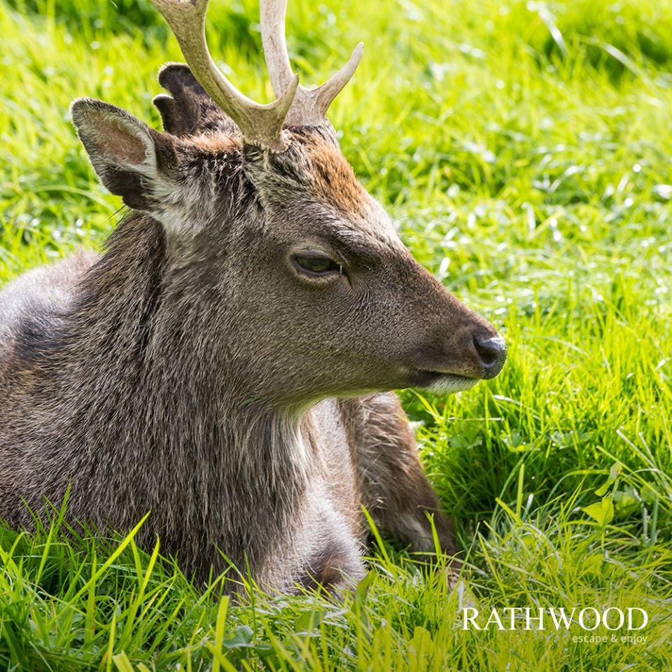 Rath Wood Forest Walks