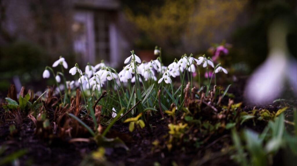 Snowdrop month - Welcoming the first signs of Spring - Carlow Tourism