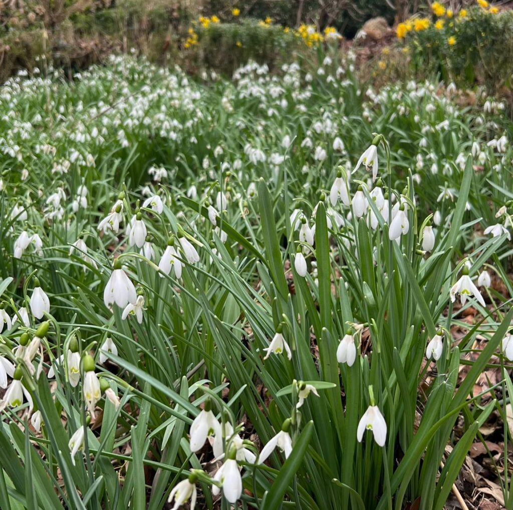 2025 Snowdrop Month at Arboretum's inspirational Gardens - Carlow Tourism