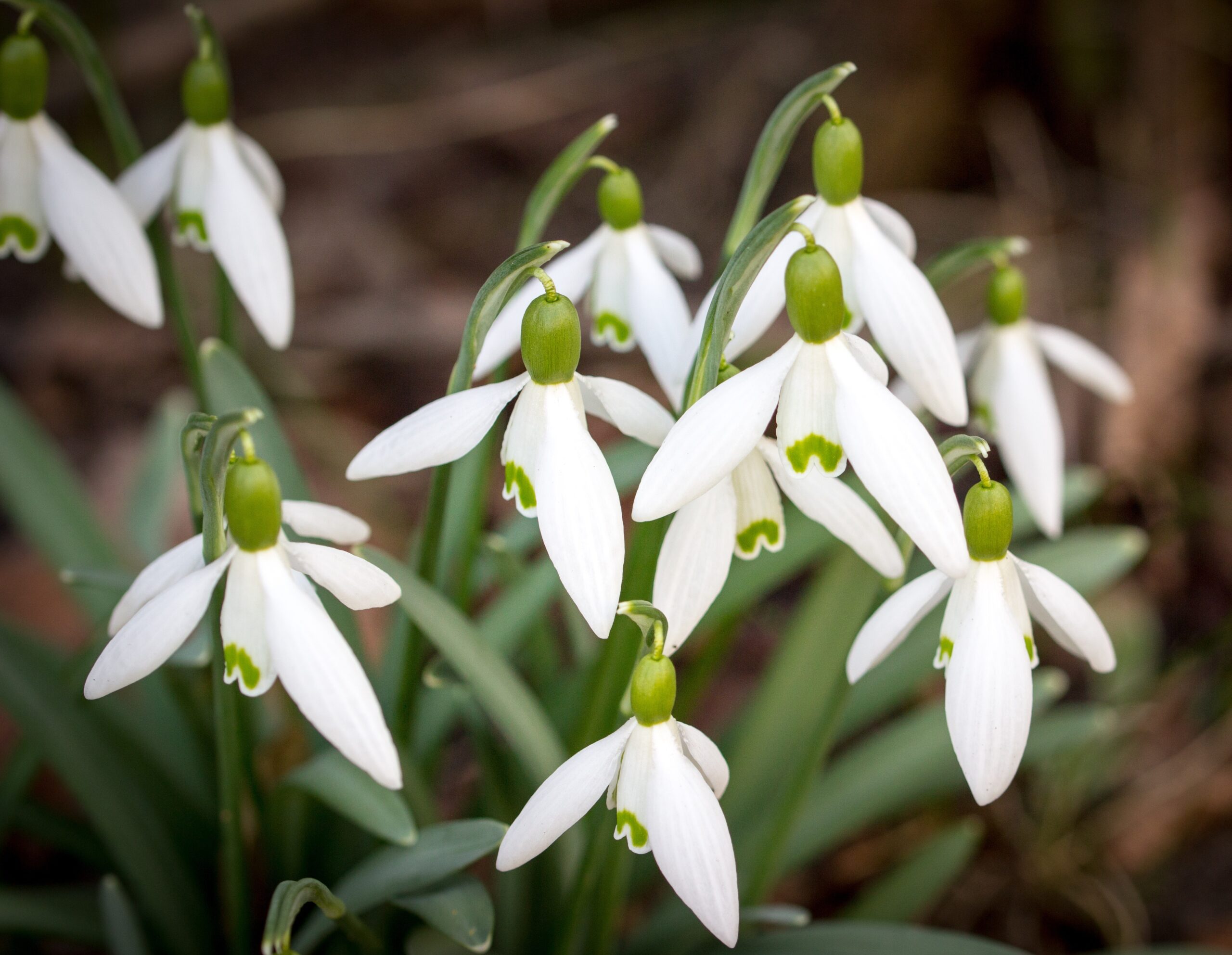 Snowdrop Season at Arboretum - Carlow Tourism